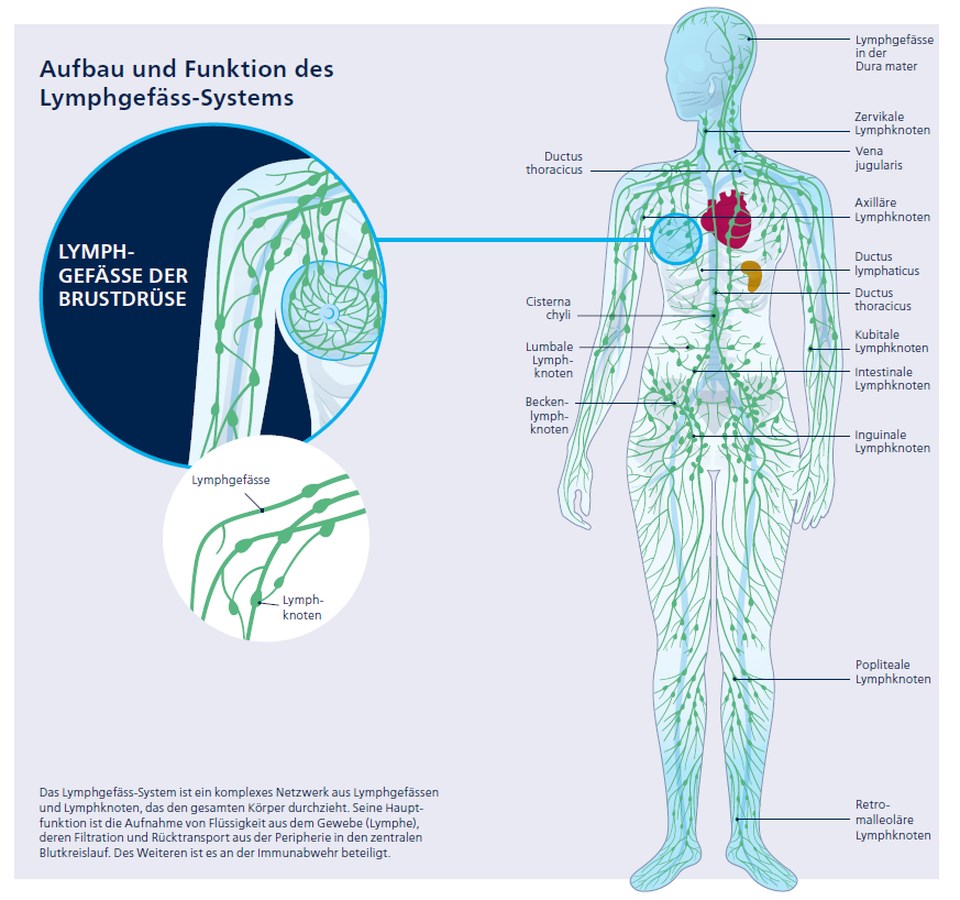 Lymph System Anatomy