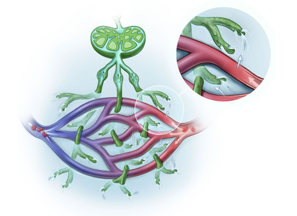 Simple Lymphatic System Diagram Lymph Node Wikipedia